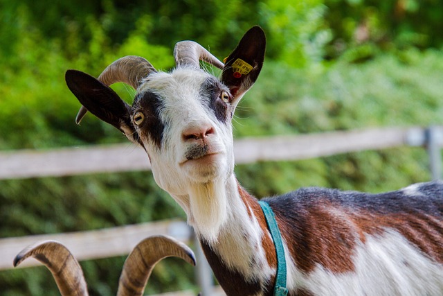 Goat Breeds With Horns | FoxGum